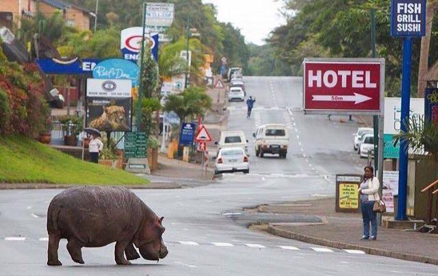 Hippos Roaming the Streets of South Africa? – thompsonsafricadbn