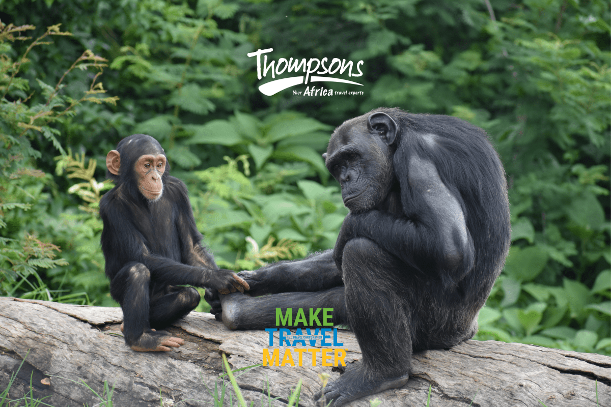 Chimp Eden – An approved MAKE TRAVEL MATTER® experience ...